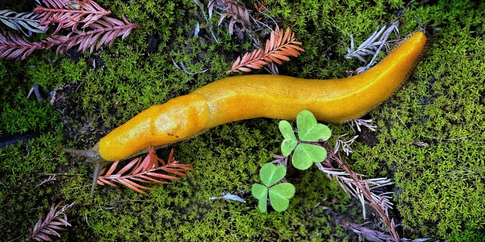 The Naturalist Guide to the Pacific Banana Slug – NATURALIST